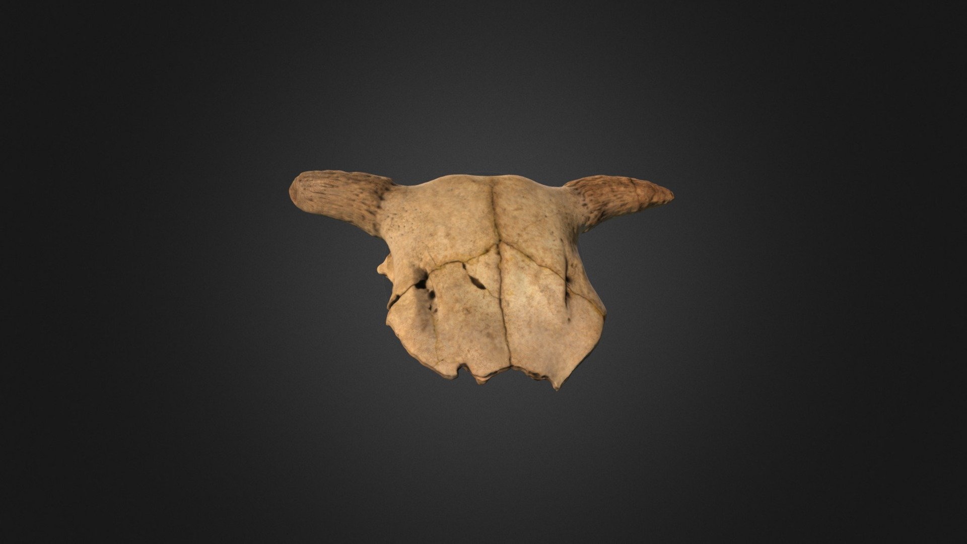 Ox Skull - 3D model by Leicestershire Museum Collections (@lcc ...