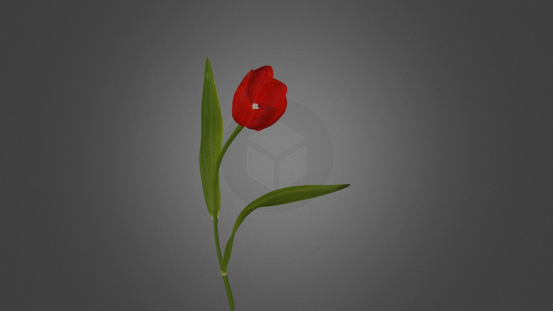 Tulip - 3D model by Timothy Powell (@powellt.and.i) [0205f48] - Sketchfab