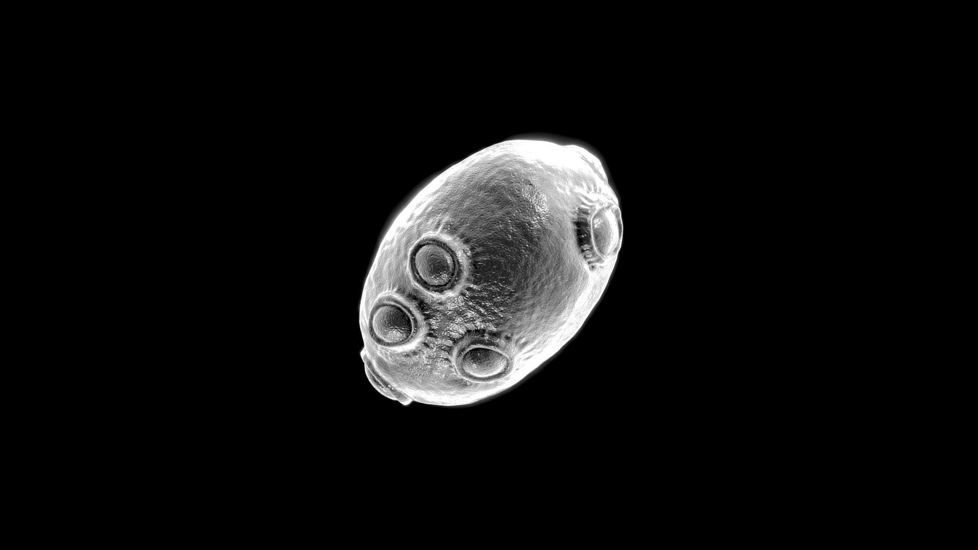 Yeast Fungi - Buy Royalty Free 3D model by Nima (@h3ydari96) [0207a2a ...