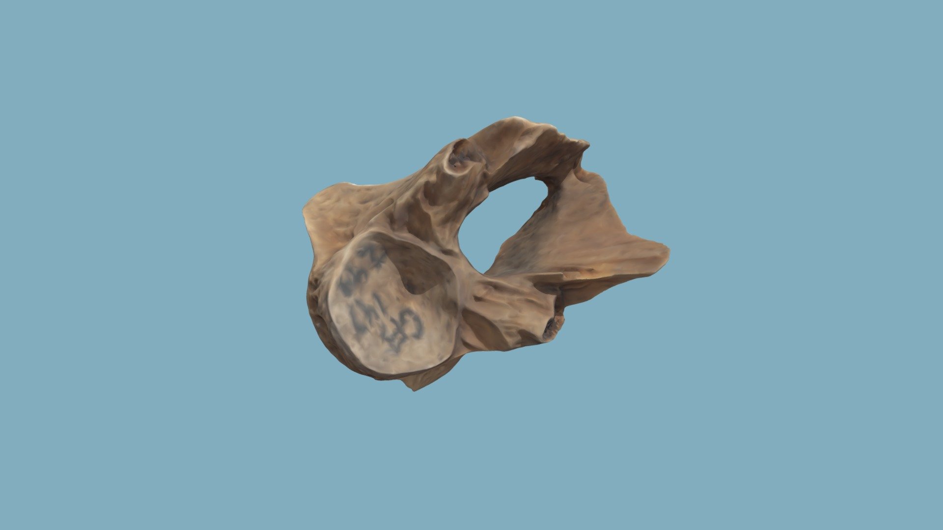 Fish Atlas Model - 3D model by quint5art [020e2f7] - Sketchfab