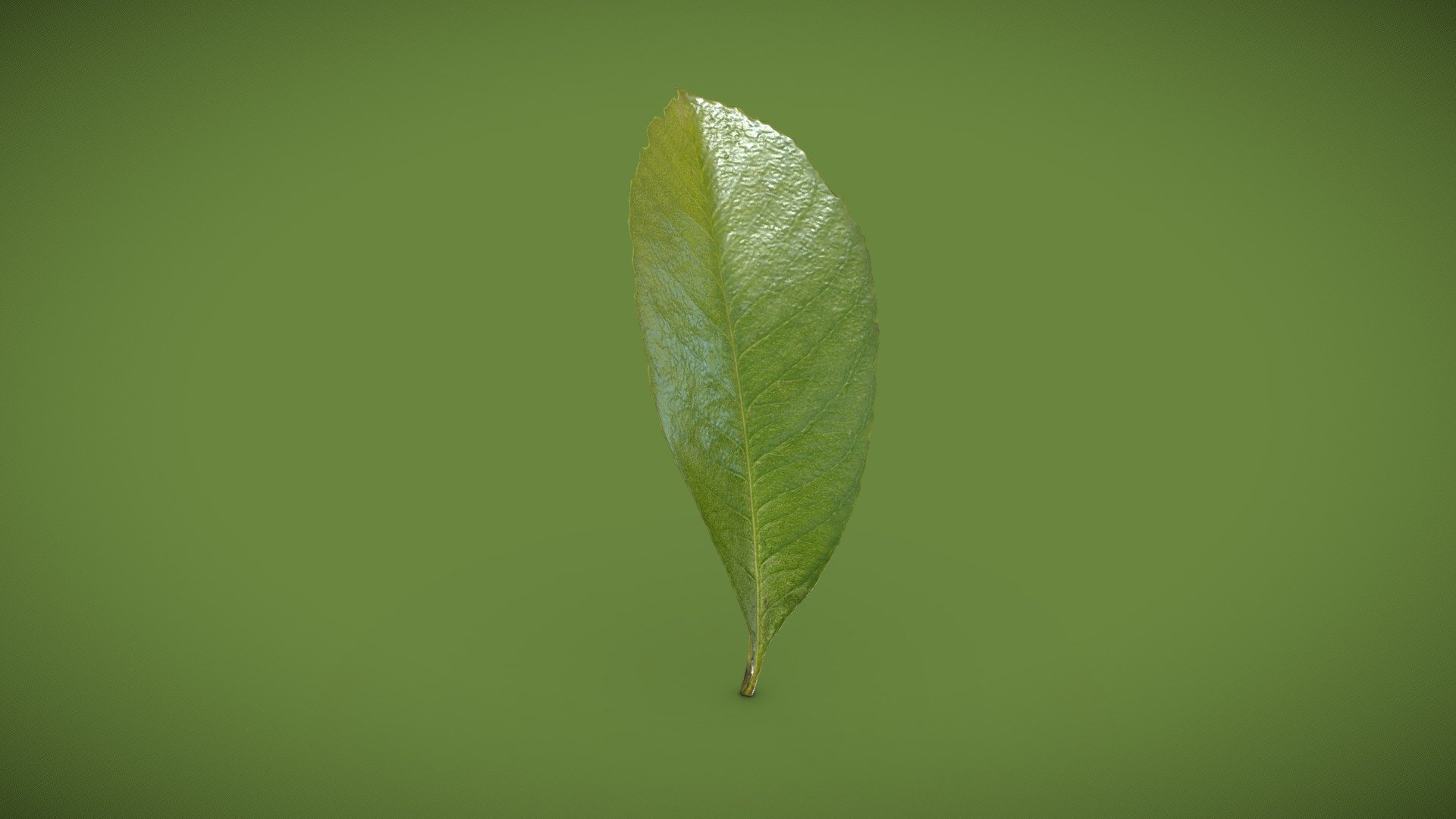 Leaf_C - 3D model by Hypercube (@Hypercube3dscan) [020ff5c] - Sketchfab