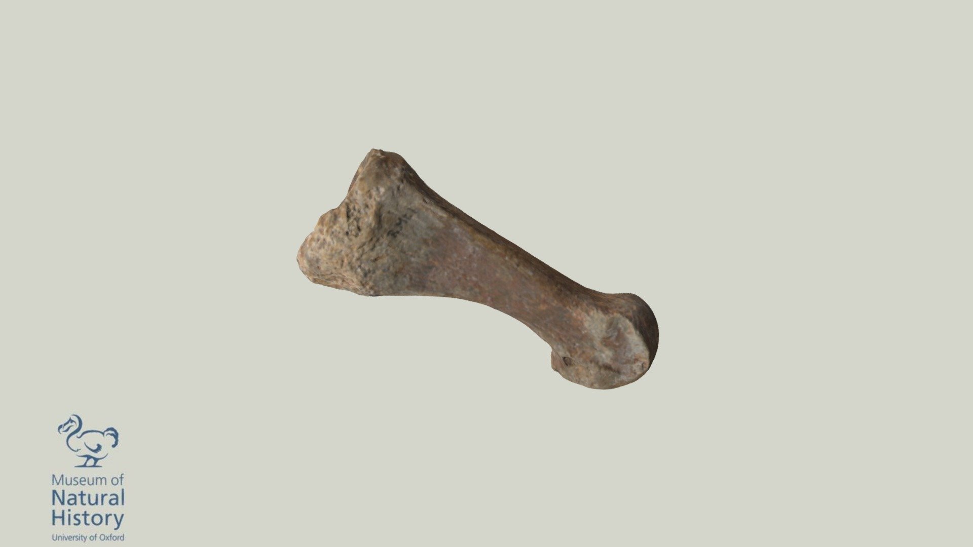 The Red Lady of Paviland - right 1st metatarsal - 3D model by Oxford ...