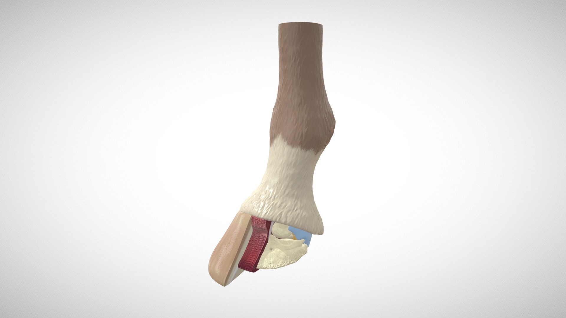 Equine Hoof Anatomy - 3D model by ERC [02131a0] - Sketchfab
