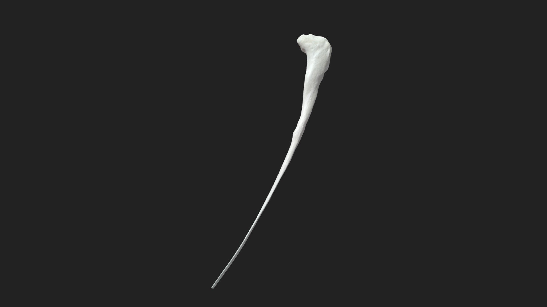 fibula chicken - 3D model by vetanatMunich [02170ea] - Sketchfab