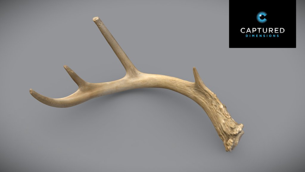 Assets-Antlers - A 3D model collection by captureddimensions - Sketchfab