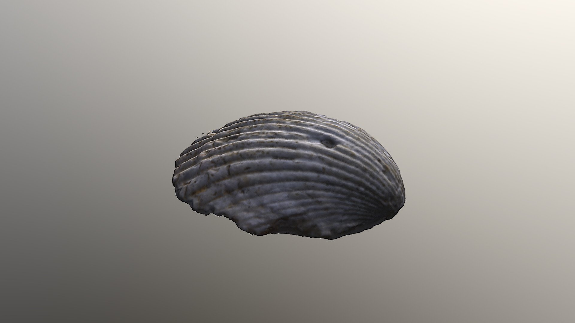 Shell - Download Free 3D model by wickens [021dabd] - Sketchfab