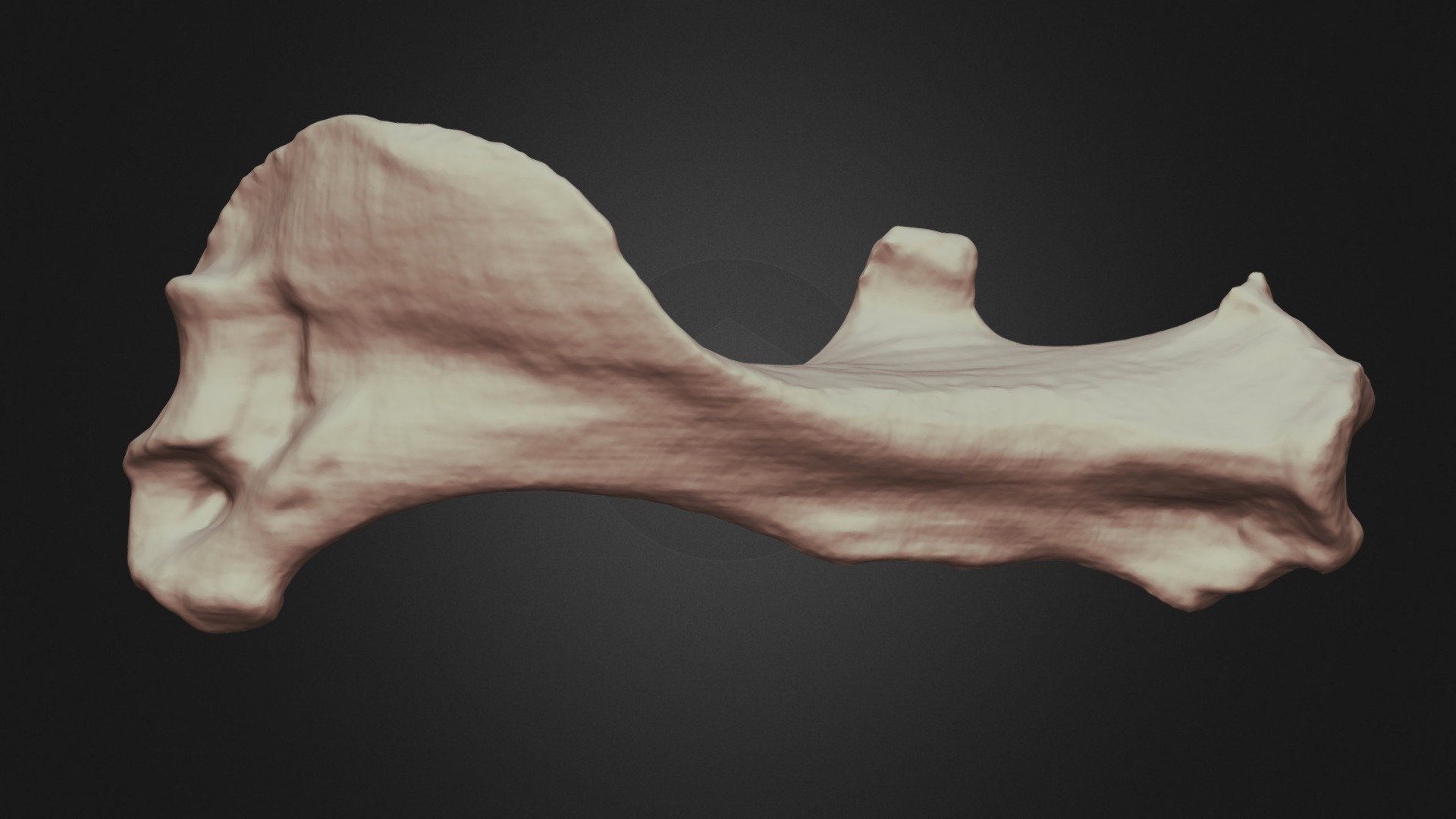 BEAVER HUMERUS - 3D model by Lakehead Anthropology ...