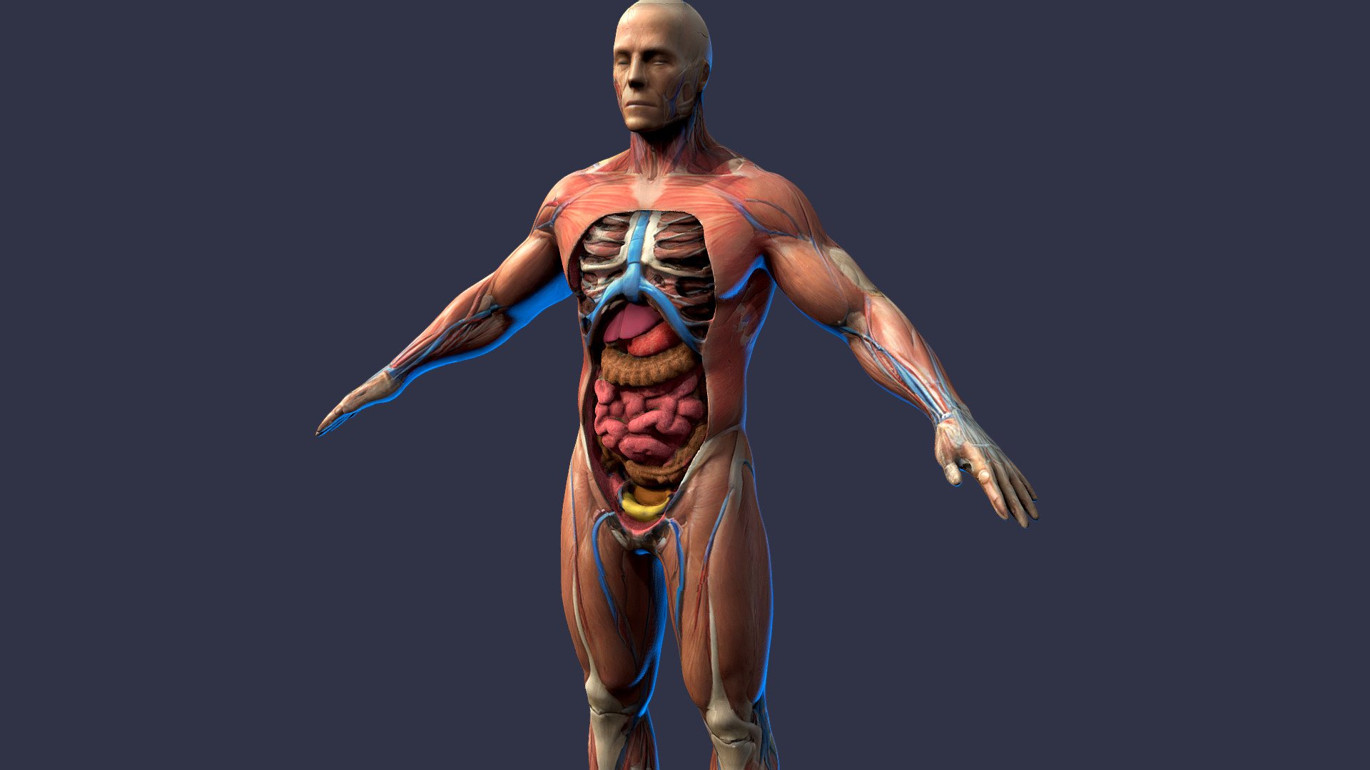 human body anatomy systems #anatomy #sysems - 3D model by flarar-01 ...