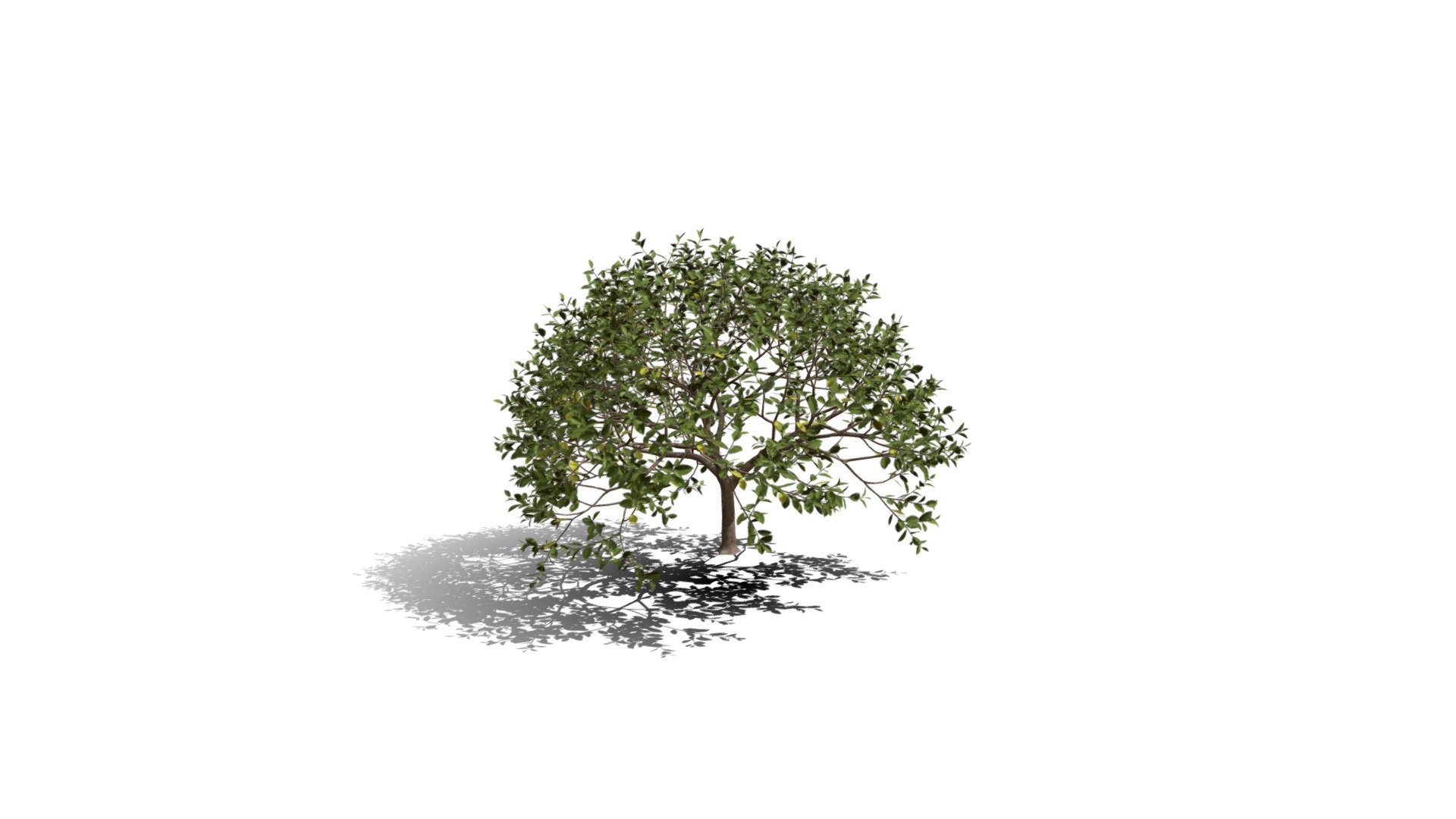 Realistic HD Lemon tree (27/30) - Download Free 3D model by ...
