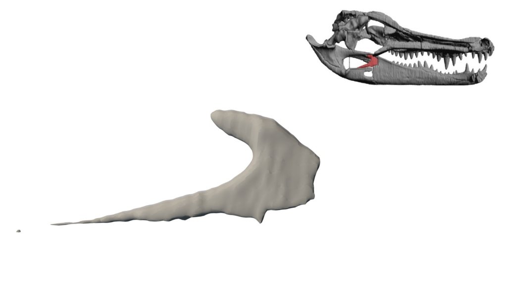 Alligator Coronoid - Download Free 3D model by Holliday Lab (@holliday ...