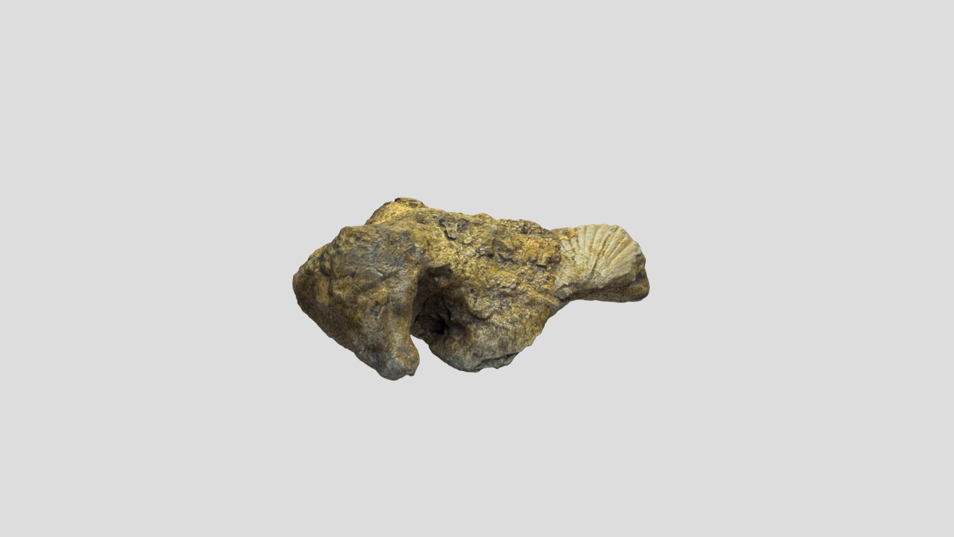Fossil? - 3D model by Casarome [022b21c] - Sketchfab