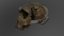 Homo heidelbergensis Cranium (Bodo) - 3D model by UCFanthropology ...