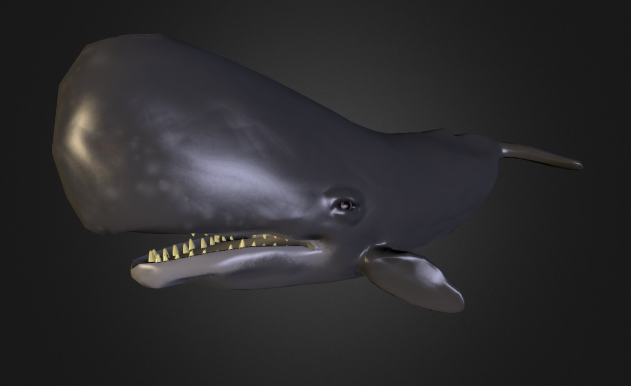 Sperm Whale - 3D model by nismogtrr32 [022bf8b] - Sketchfab