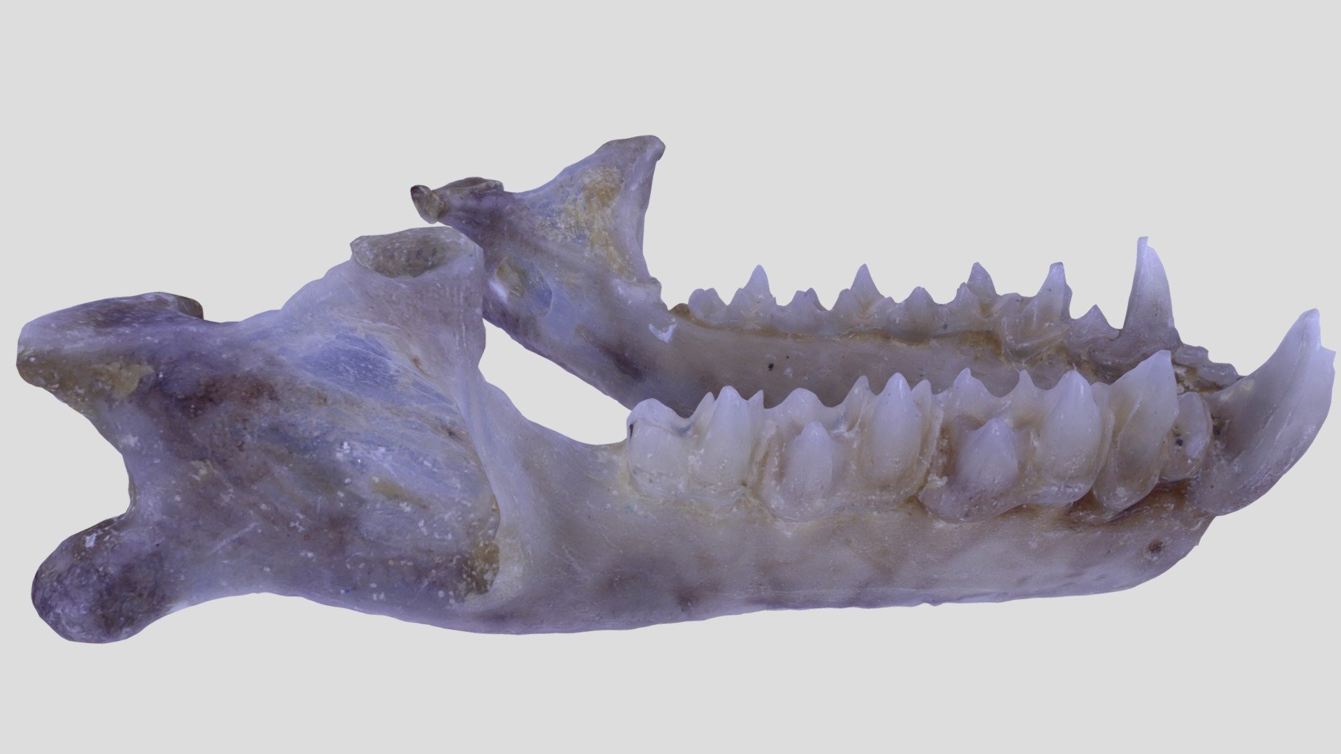 UWYMV:Mamm:4098, Lasiurus cinereus, Mandible - Download Free 3D model ...
