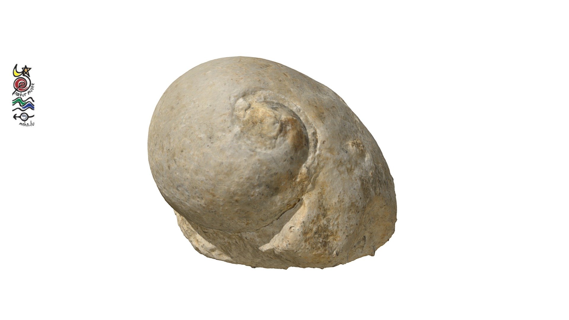 Natica EP25432 - Download Free 3D model by Musée national d'histoire ...