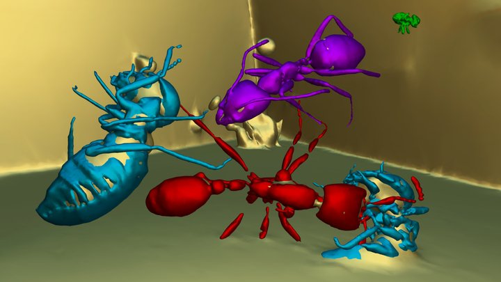Termite 3D models - Sketchfab