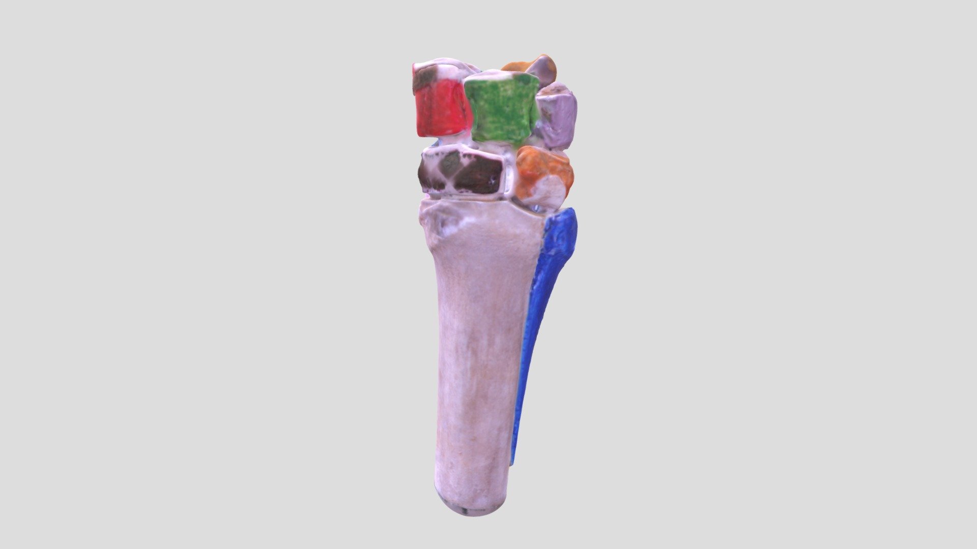 Carpal bones (horse) - 3D model by University of Sarajevo - Veterinary ...