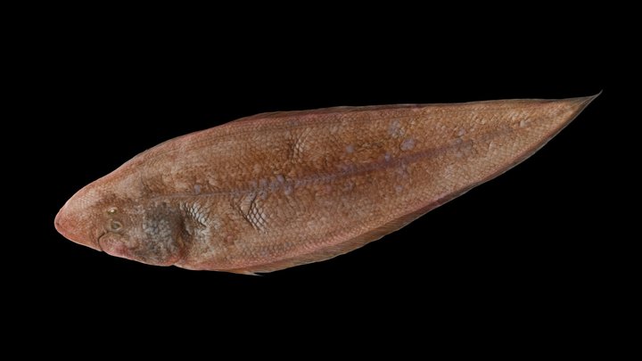 Robustus 3D models - Sketchfab