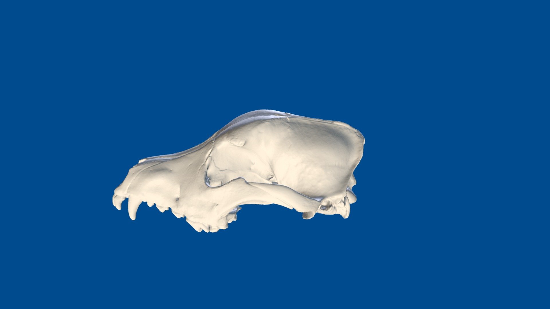 3D Dog Bone Project: Upper skull - Download Free 3D model by nzfauna ...
