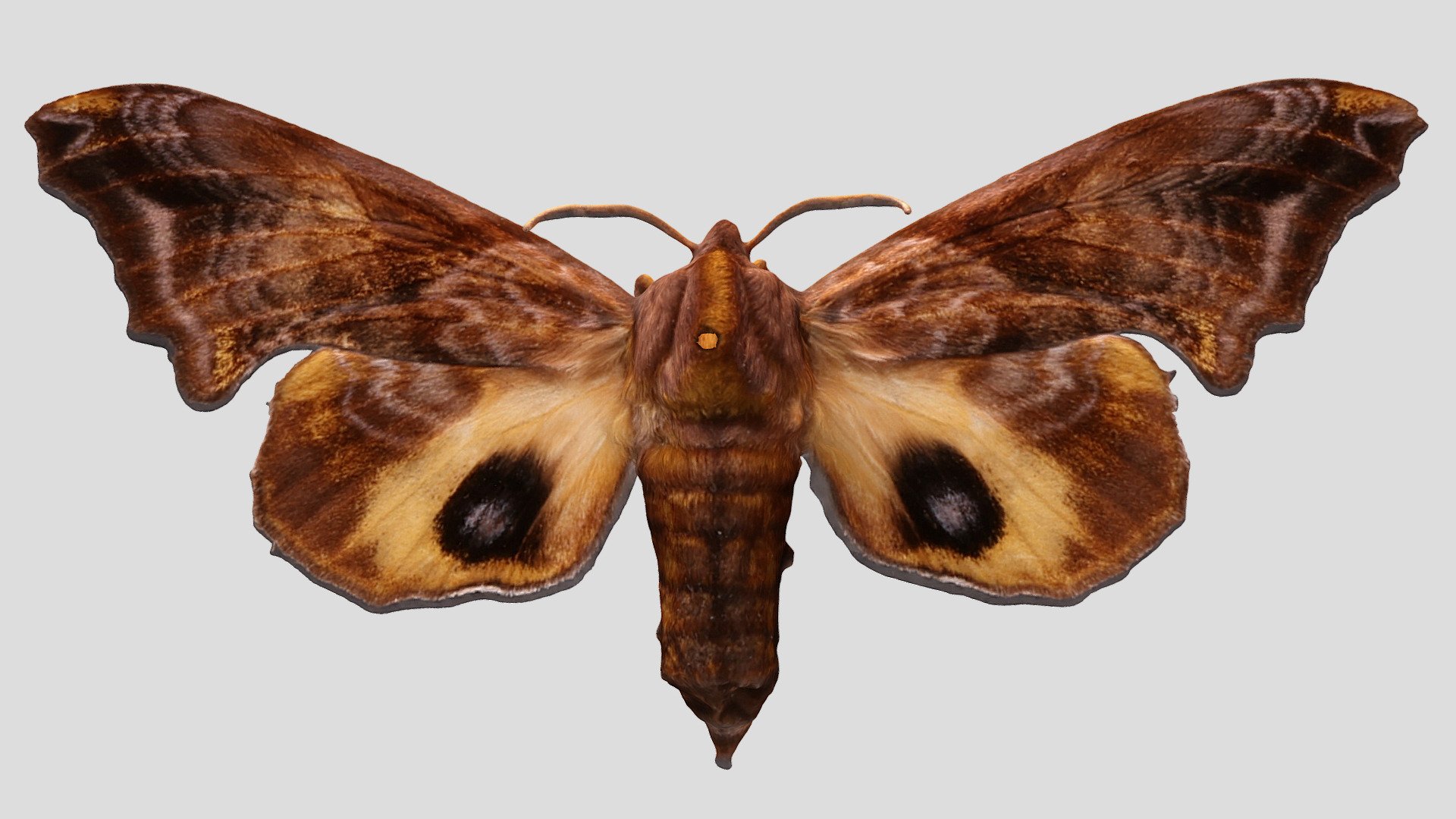 YPM ENT.866957 Lepidoptera: Paonias myops - Download Free 3D model by ...