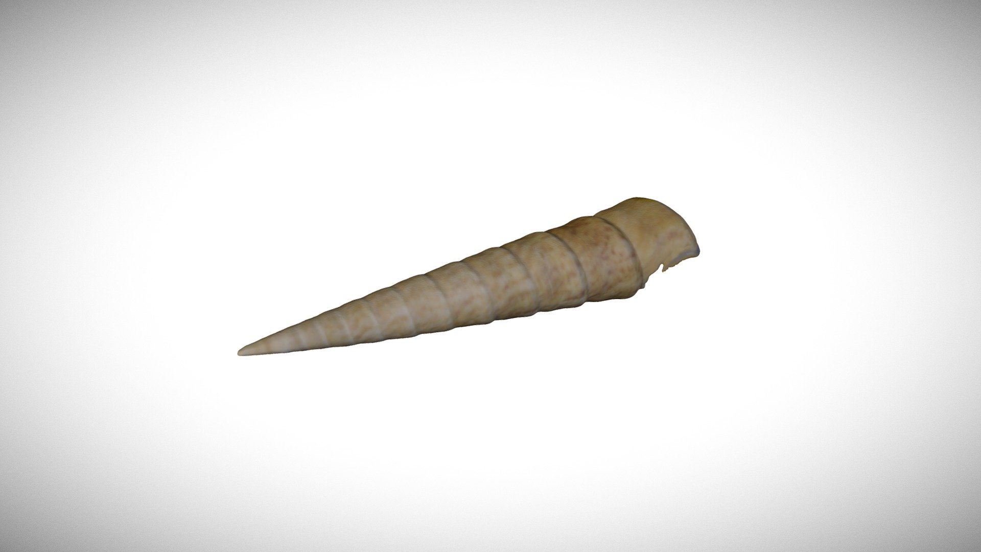 Turritella variegata / CASIZ 114578 - 3D model by California Academy of ...