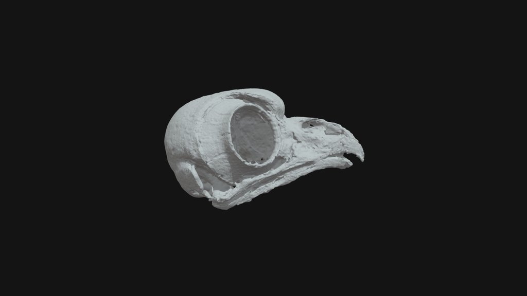 Bird Skulls - A 3D model collection by Western Australian Museum ...