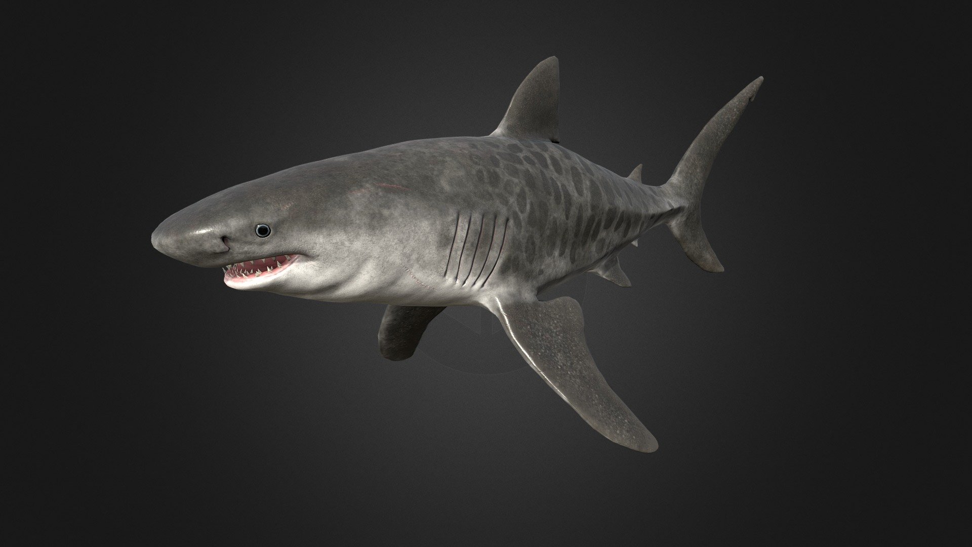 Tiger Shark - Buy Royalty Free 3D model by Rifat3D [0256bb6 ...