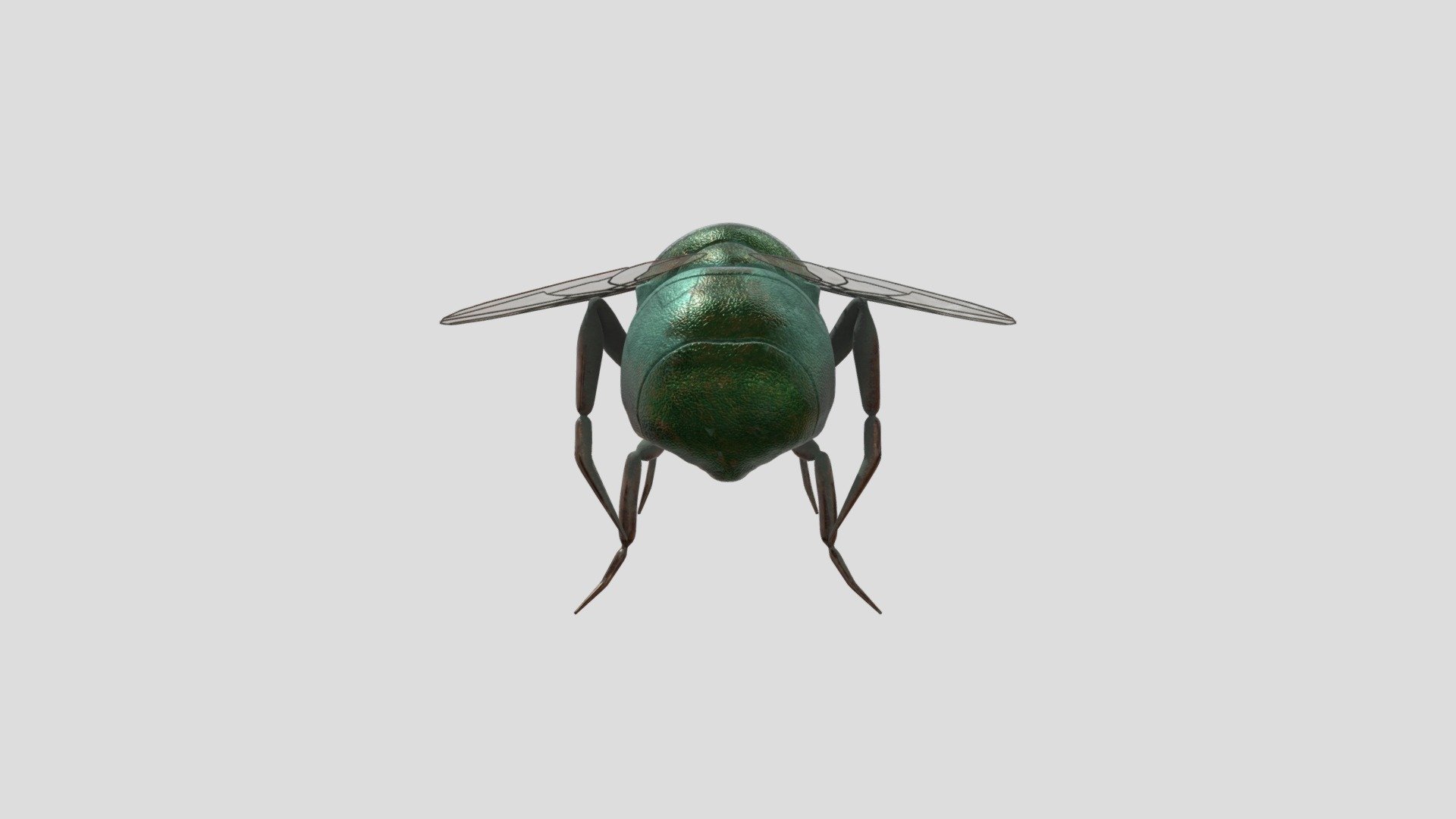 Fly - Download Free 3D model by fabian.dzia [02570bc] - Sketchfab