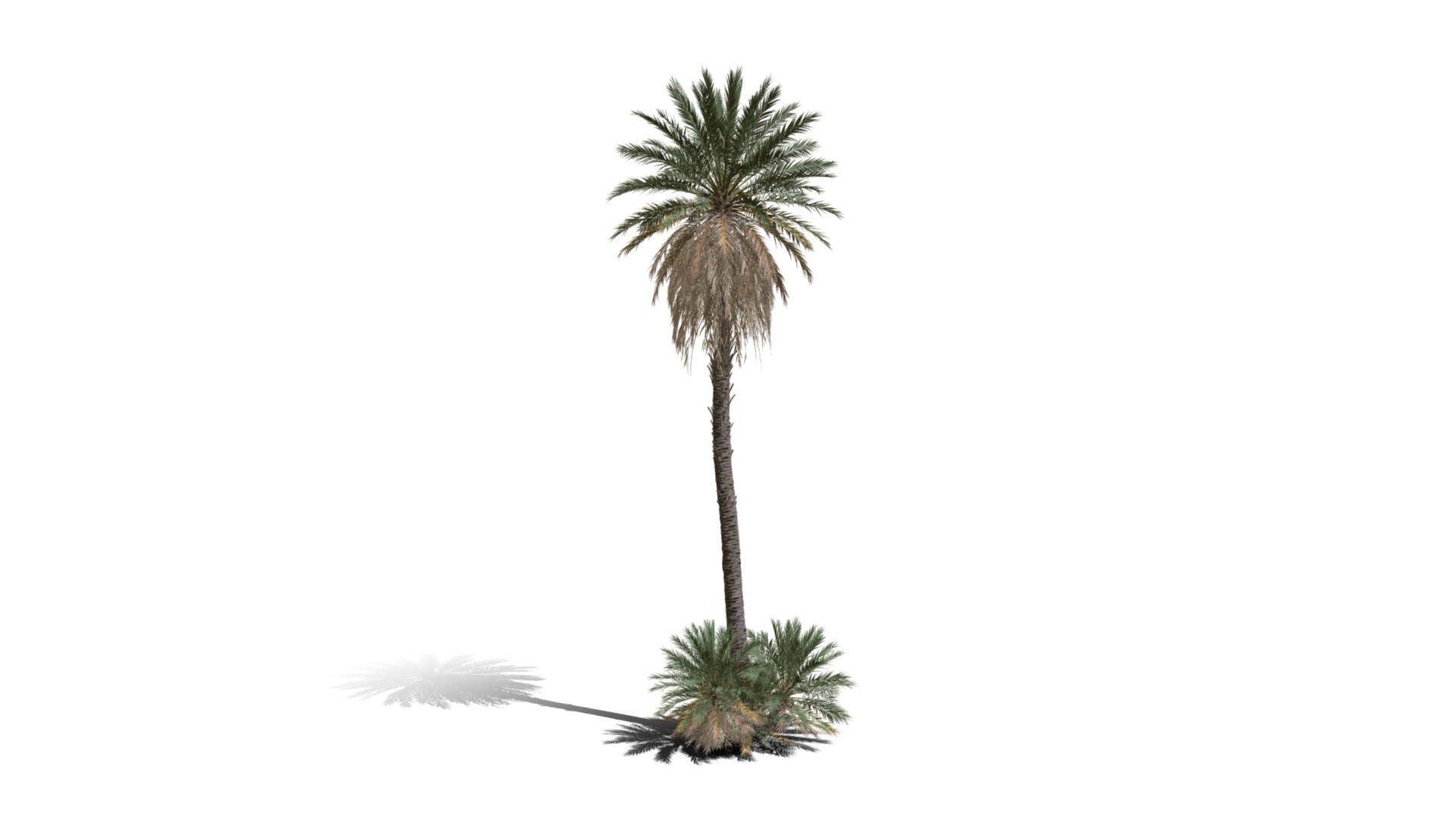 Realistic HD Date palm (32/78) - Download Free 3D model by PlantCatalog ...