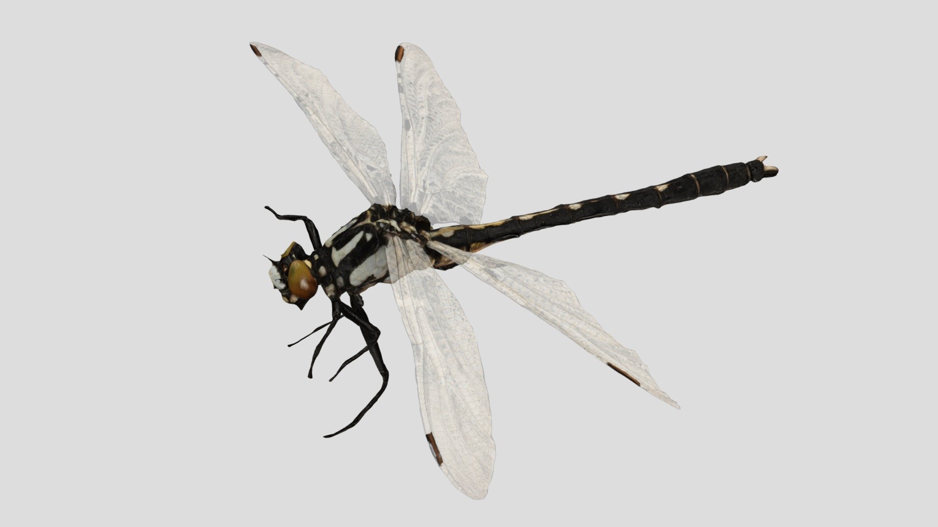 CC0 タベサナエ ♂ Tabe Skimmer, T. citimus tabei - Download Free 3D model by ...