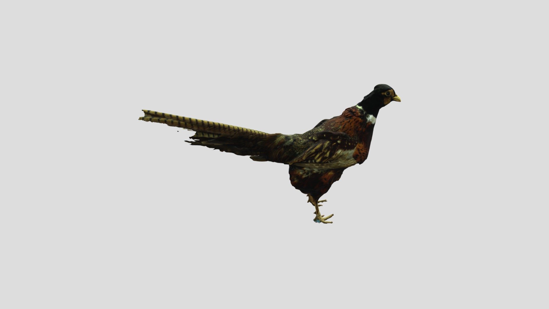 CHIM TRĨ - Download Free 3D model by LDM360 [0265875] - Sketchfab