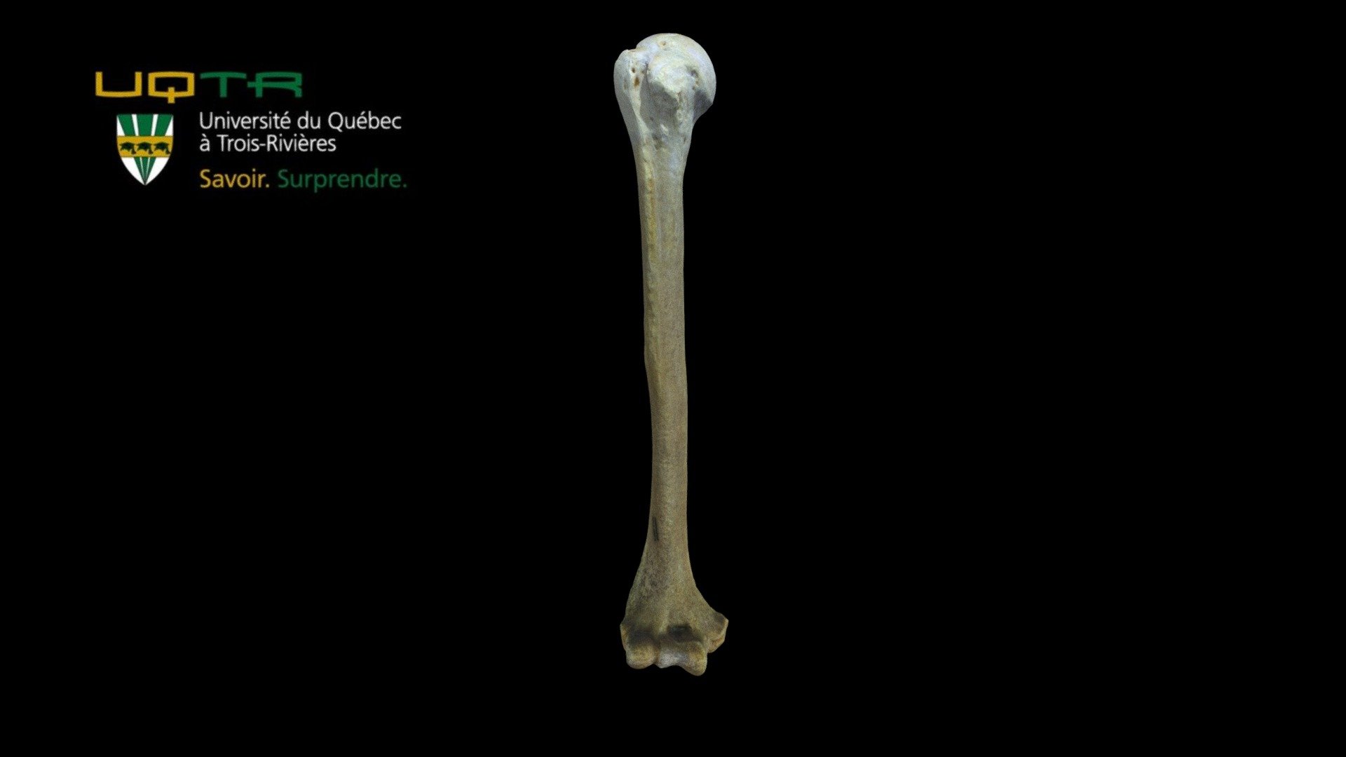 Humérus droit / Right humeral bone - 3D model by Anatomie UQTR ...