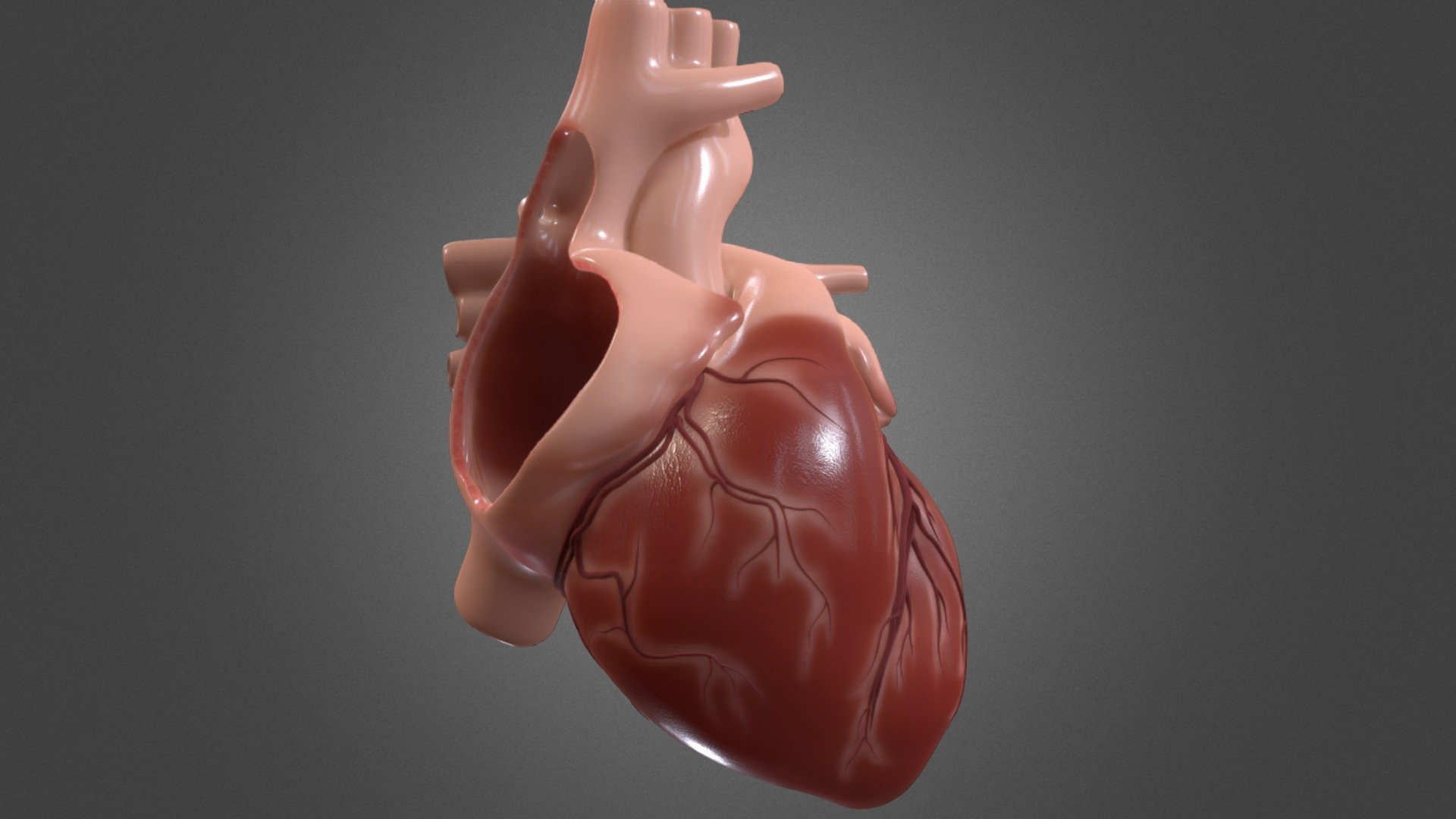 Heart Anatomy_A - Buy Royalty Free 3D model by FreeSpace ...