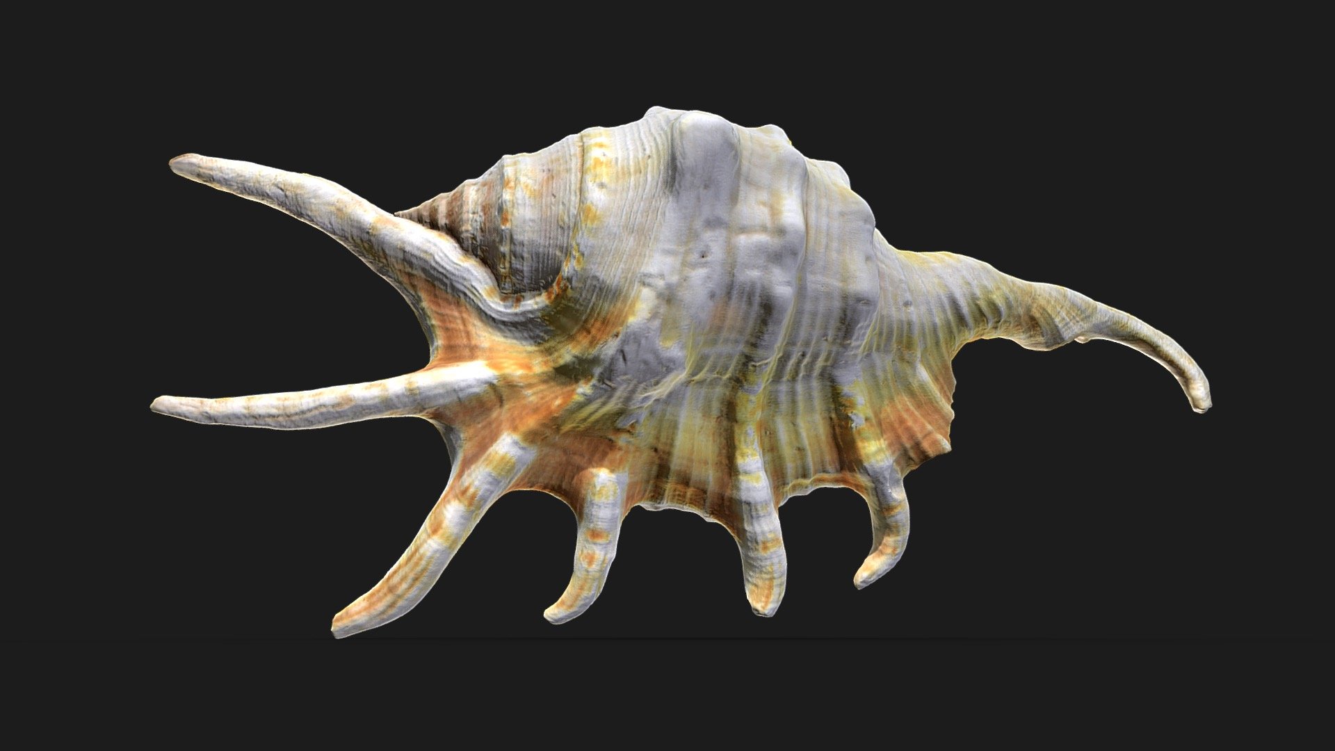 Recent Spider Conch - Download Free 3D model by Center for Digital ...