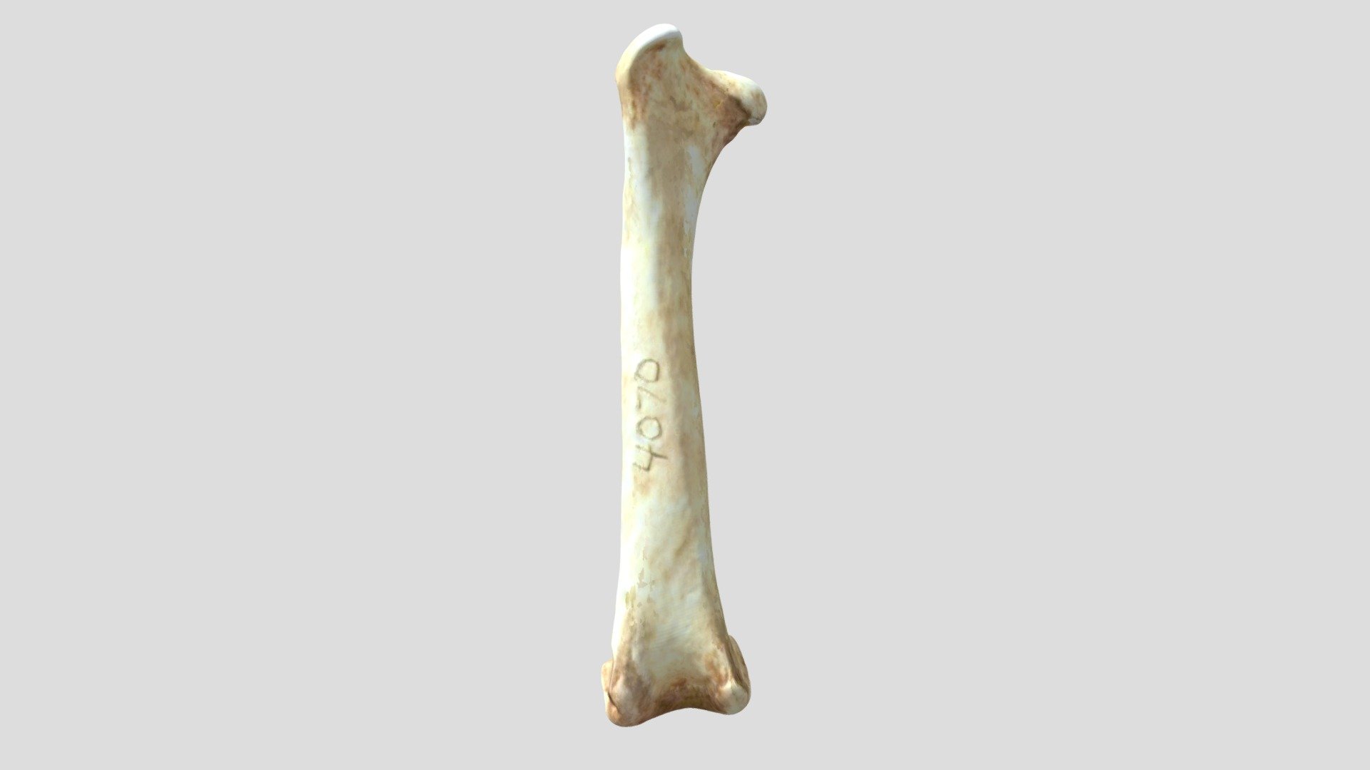 Turkey Femur Right (VCU_3D_4070) - Download Free 3D model by Virtual ...