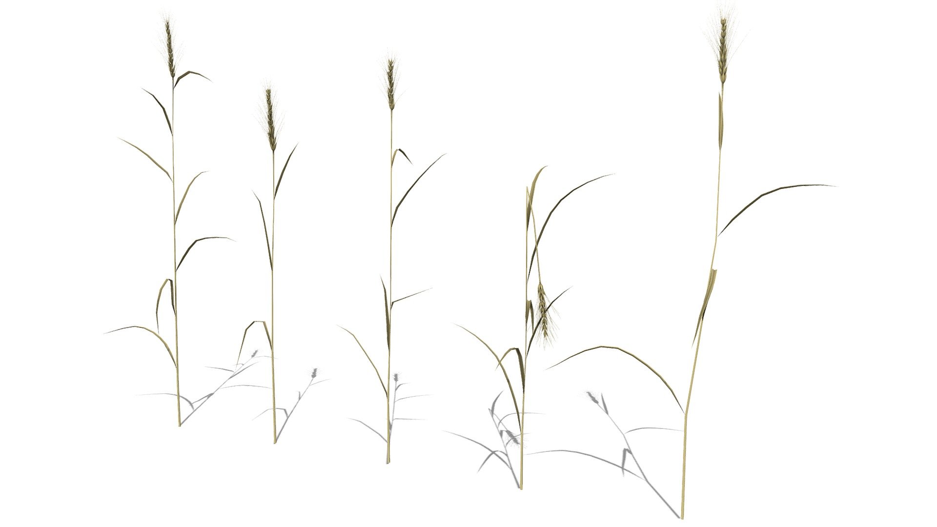 Rye - Crop - 3D model by Studio Lab (@studiolab.dev) [0284973] - Sketchfab