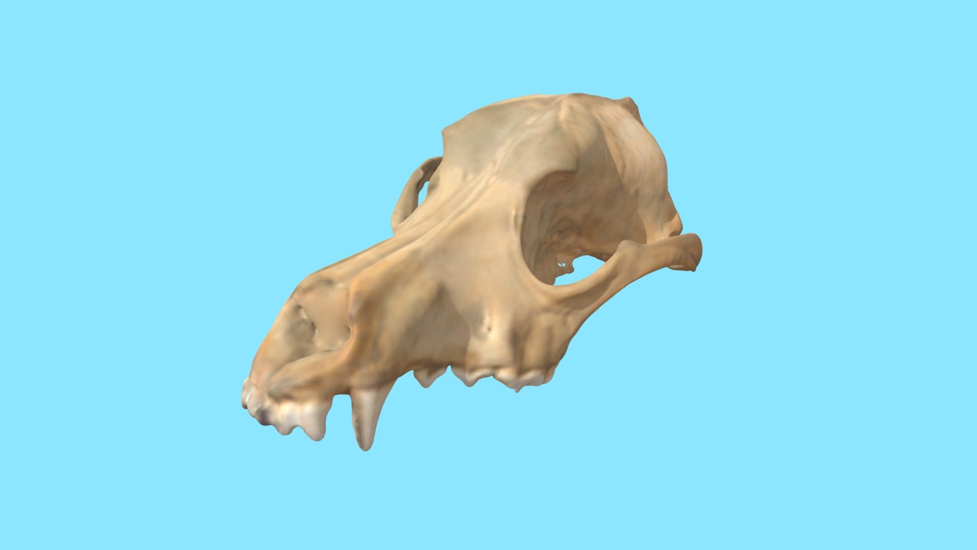 Canine Skull Model Scanned/3D printable - 3D model by NickCunninghamArt ...