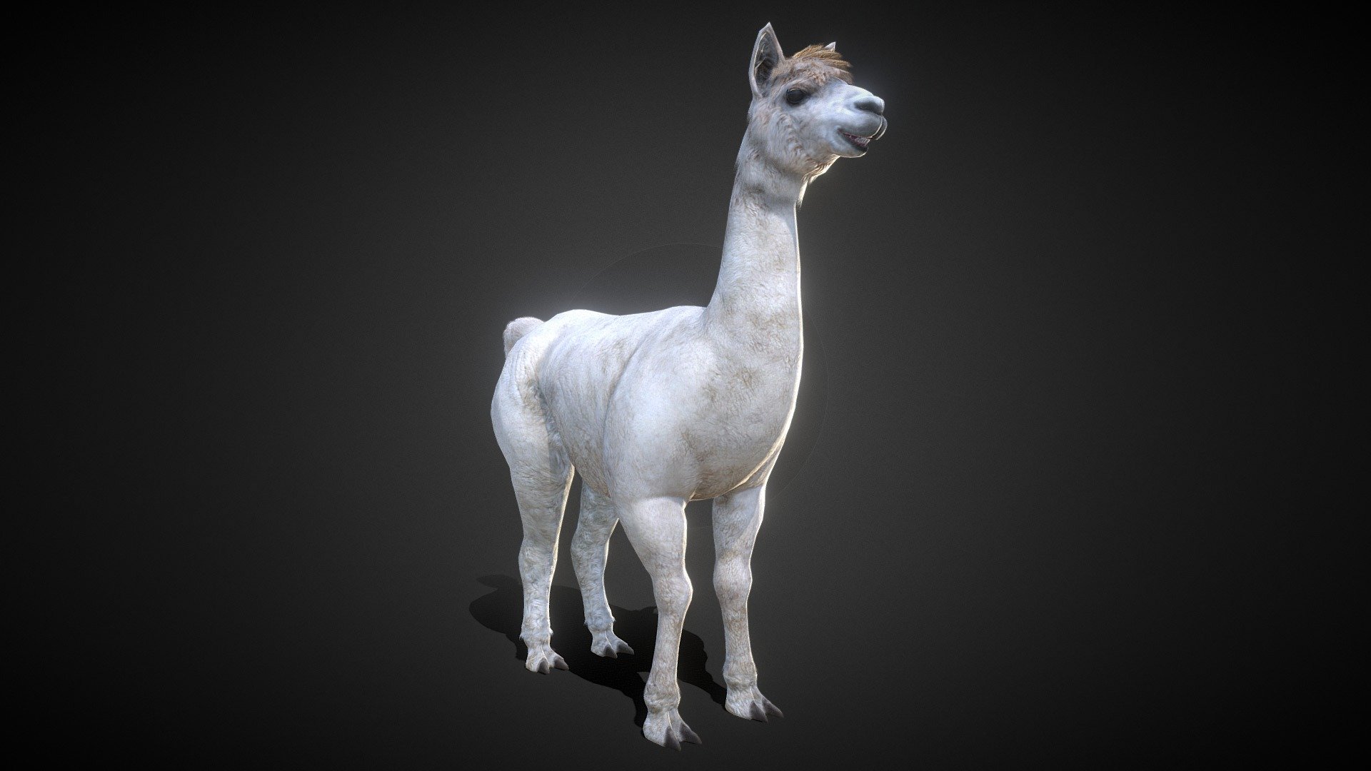 Alpaca - Buy Royalty Free 3D model by animod [0286fbc] - Sketchfab Store