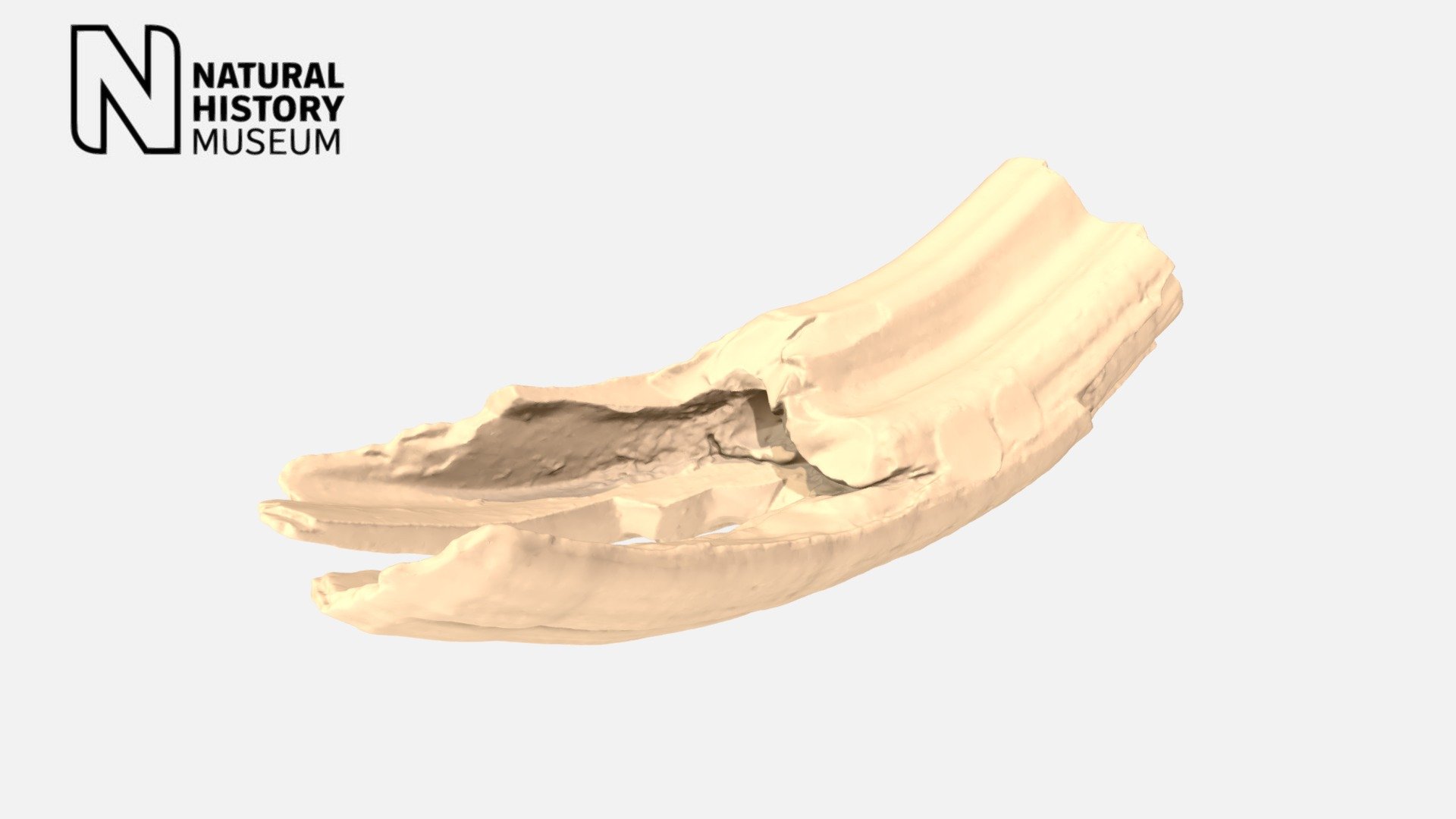 Diprotodon optatum – left upper incisor - Download Free 3D model by NHM ...