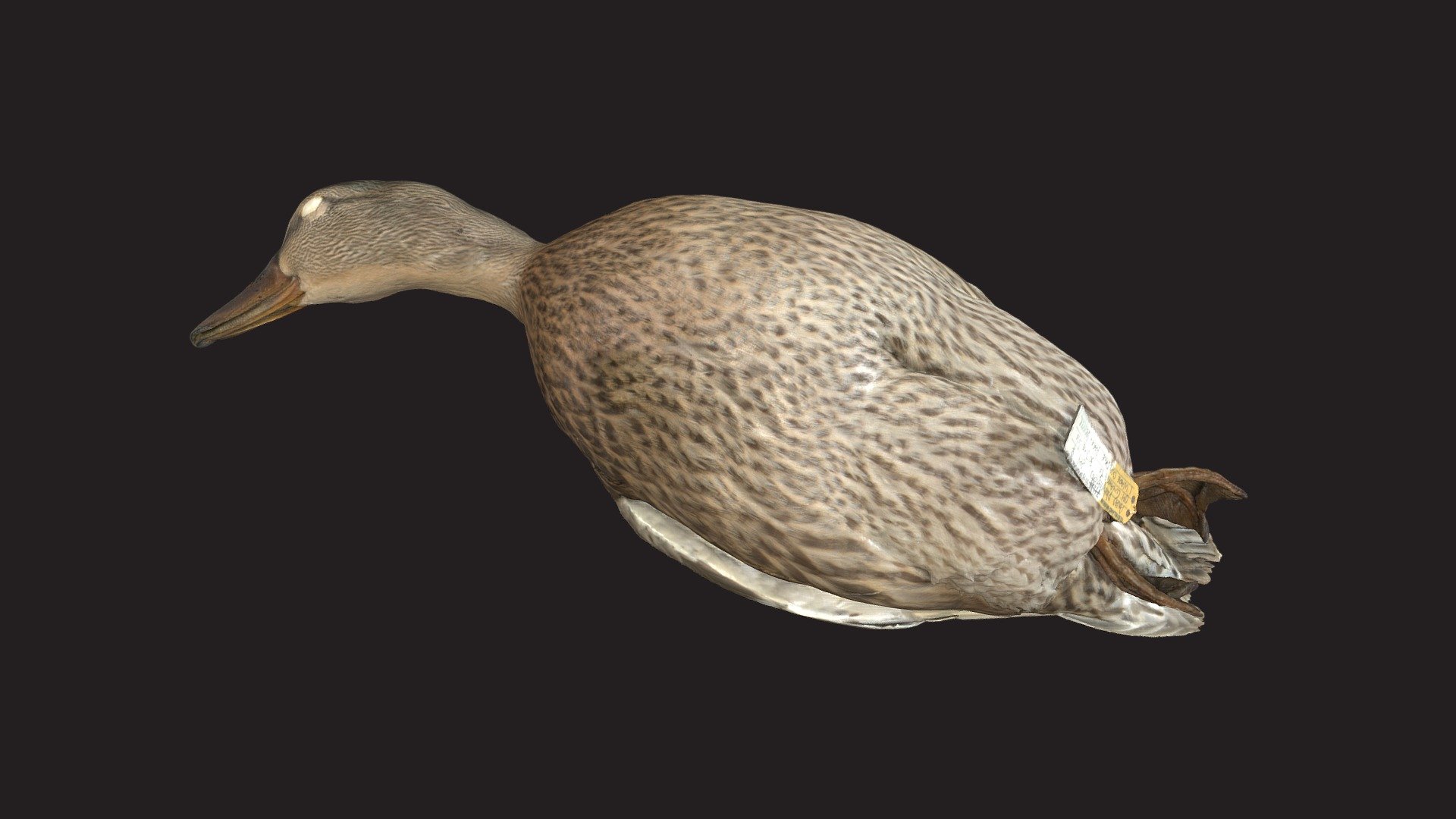 CMNH 71175, female Mallard duck - 3D model by Cleveland Museum of ...