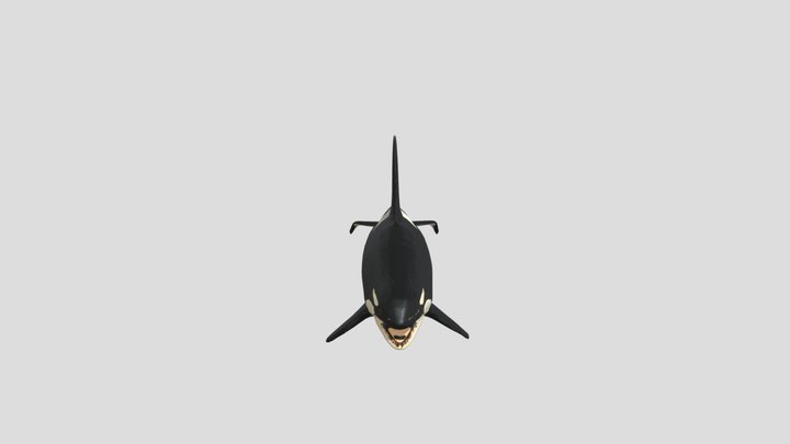 Orca 3D models - Sketchfab