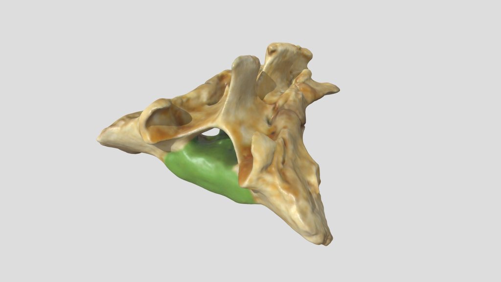 Bones muscles ligaments - A 3D model collection by University of ...