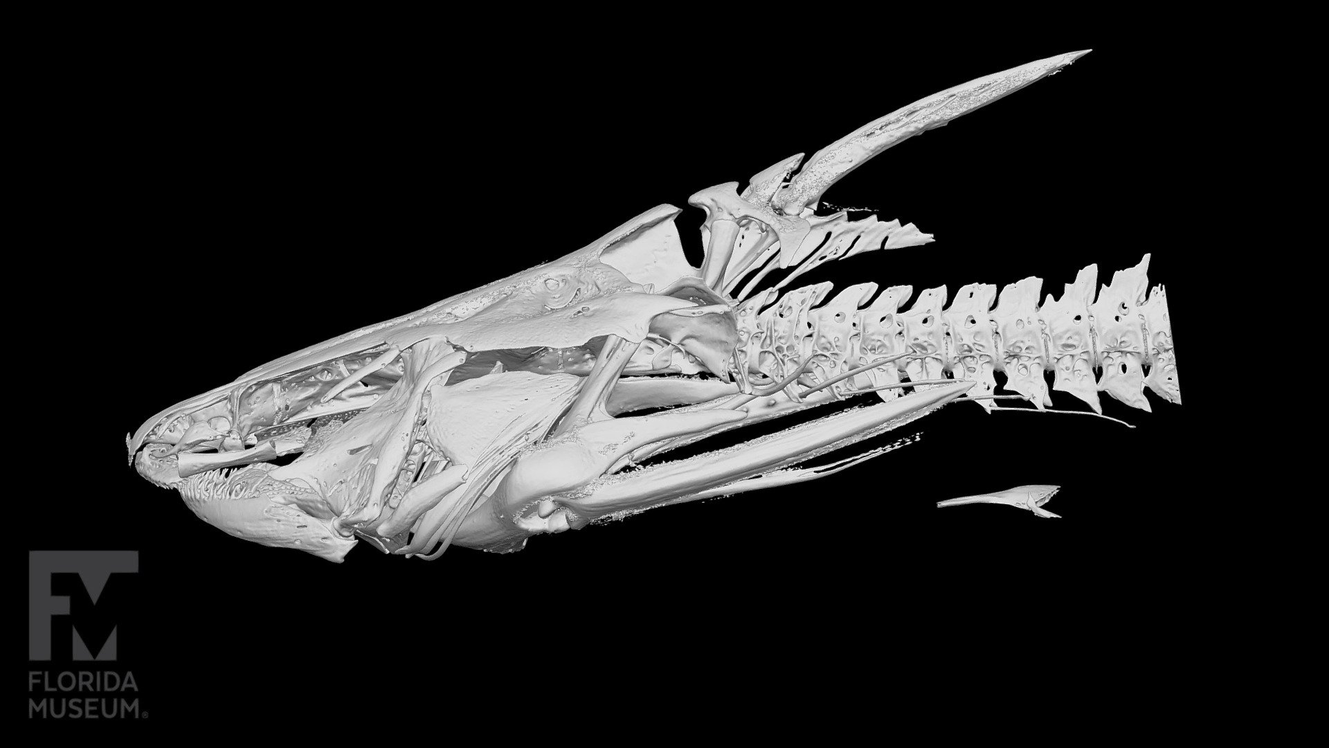 Asian Banjo Catfish Head - 3D model by FloridaMuseum [0291f35] - Sketchfab