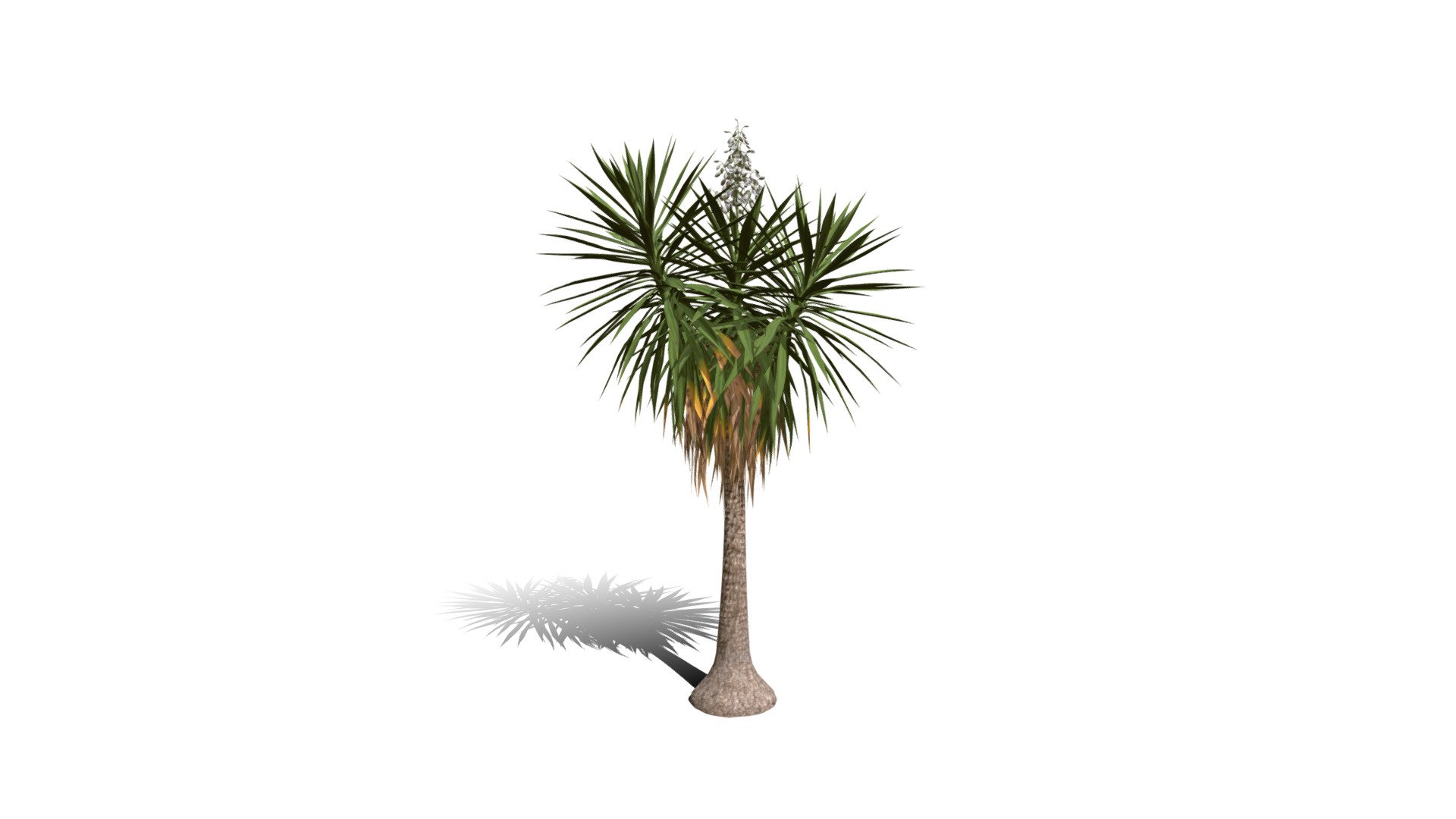 Realistic HD Spineless yucca (7/30) - Download Free 3D model by ...