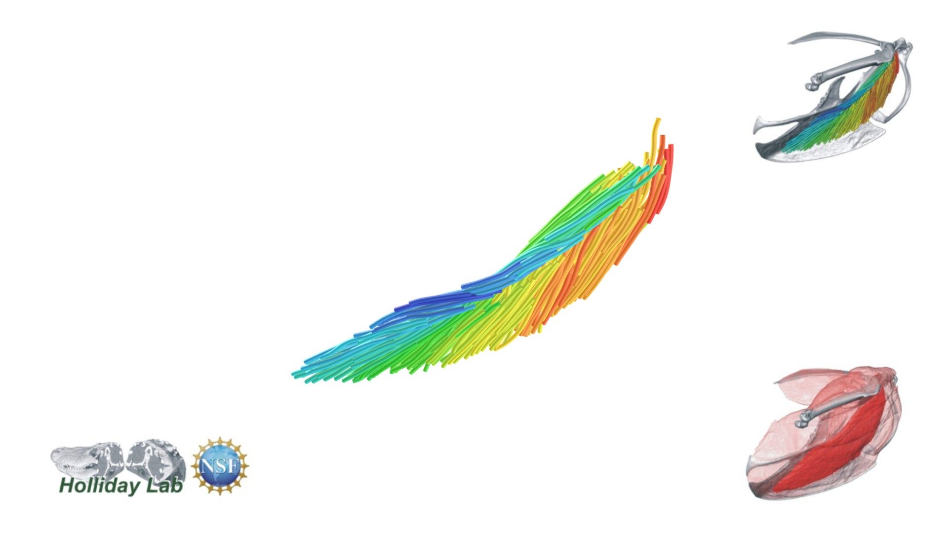 Figure 11. Starling supracoracoideus - Download Free 3D model by ...