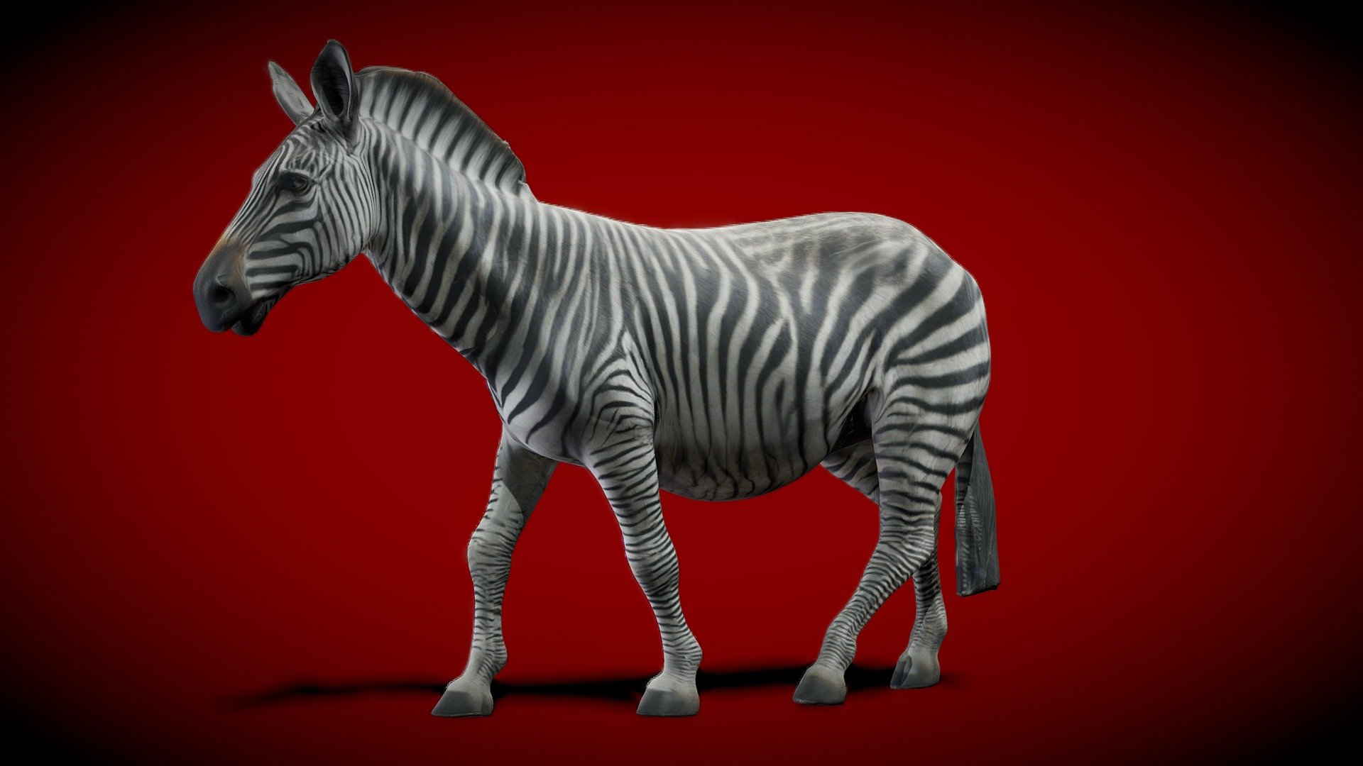 Zebra - 3D model by Anees Animates (@AneesAnimates) [029ba6f] - Sketchfab