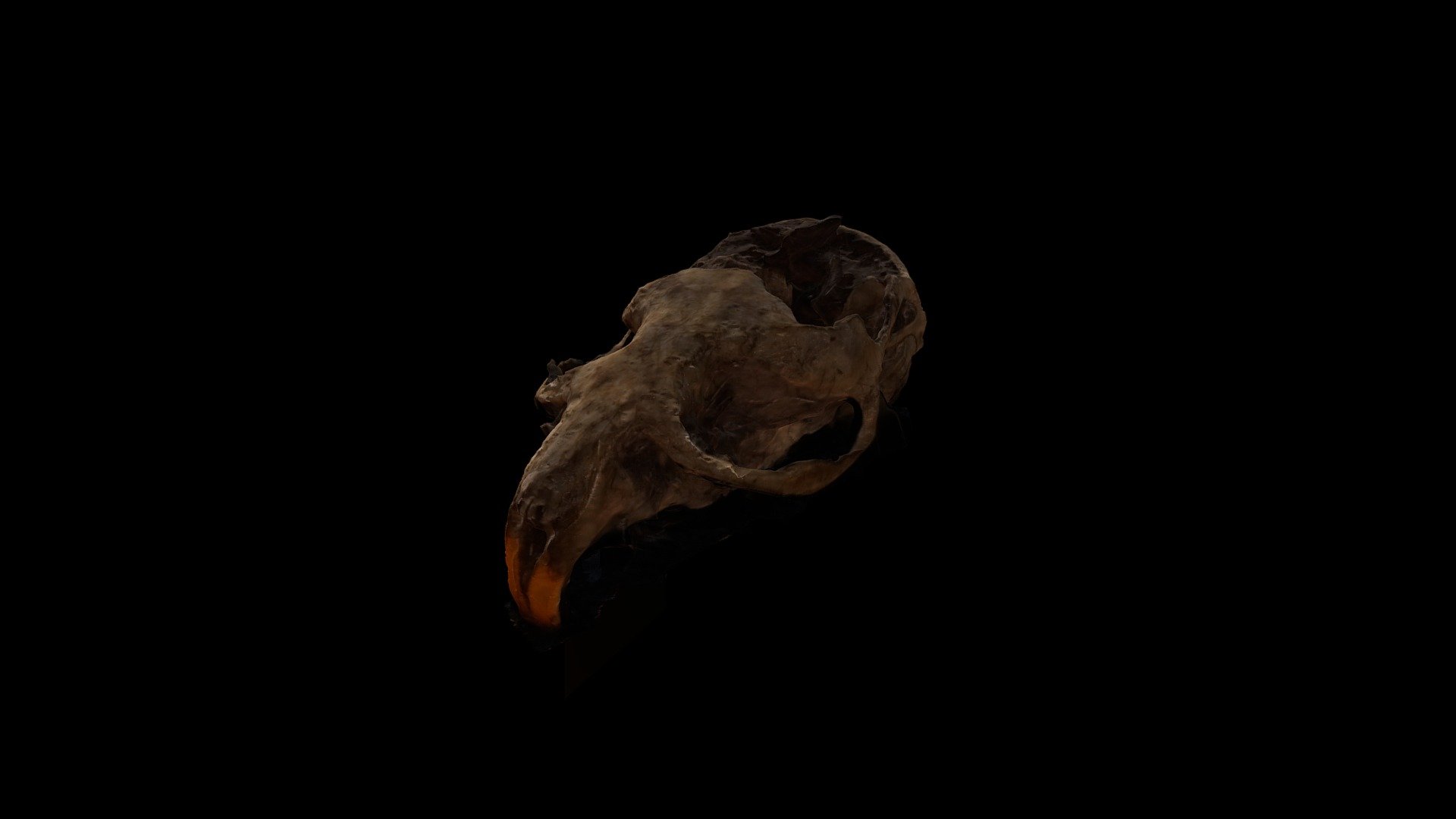 Vole Skull - 3D model by Jim D Harris (@jimharris2113) [02a1e78 ...