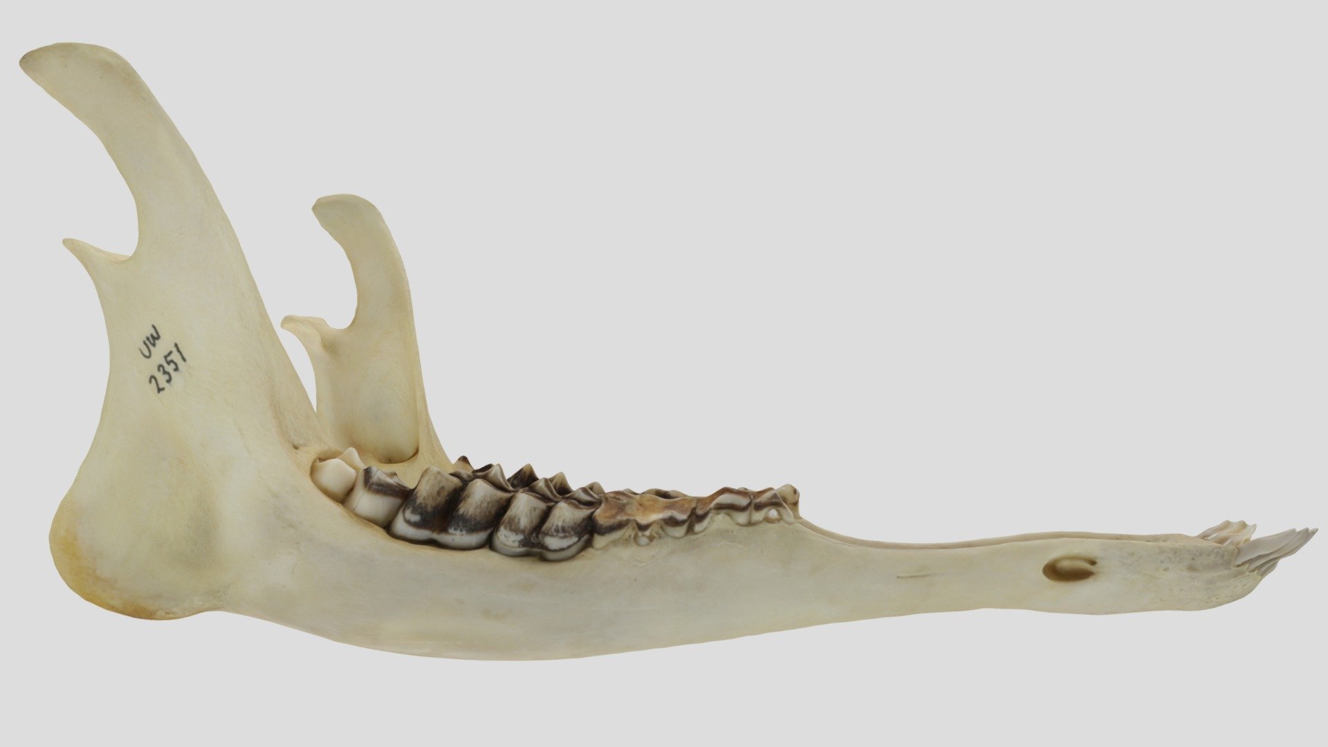 UWYMV:Mamm:2351, Odocoileus virginianus,Mandible - Download Free 3D ...