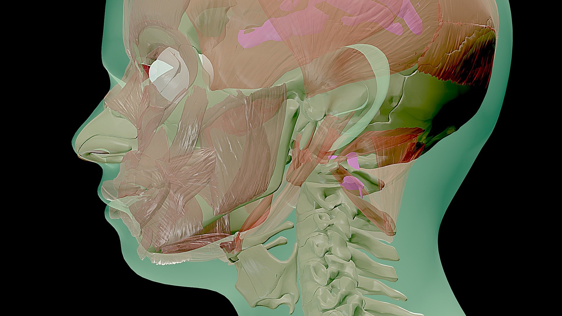 Anatomy Showcase - 3D model by Acute Line (@olegefimovauckland ...