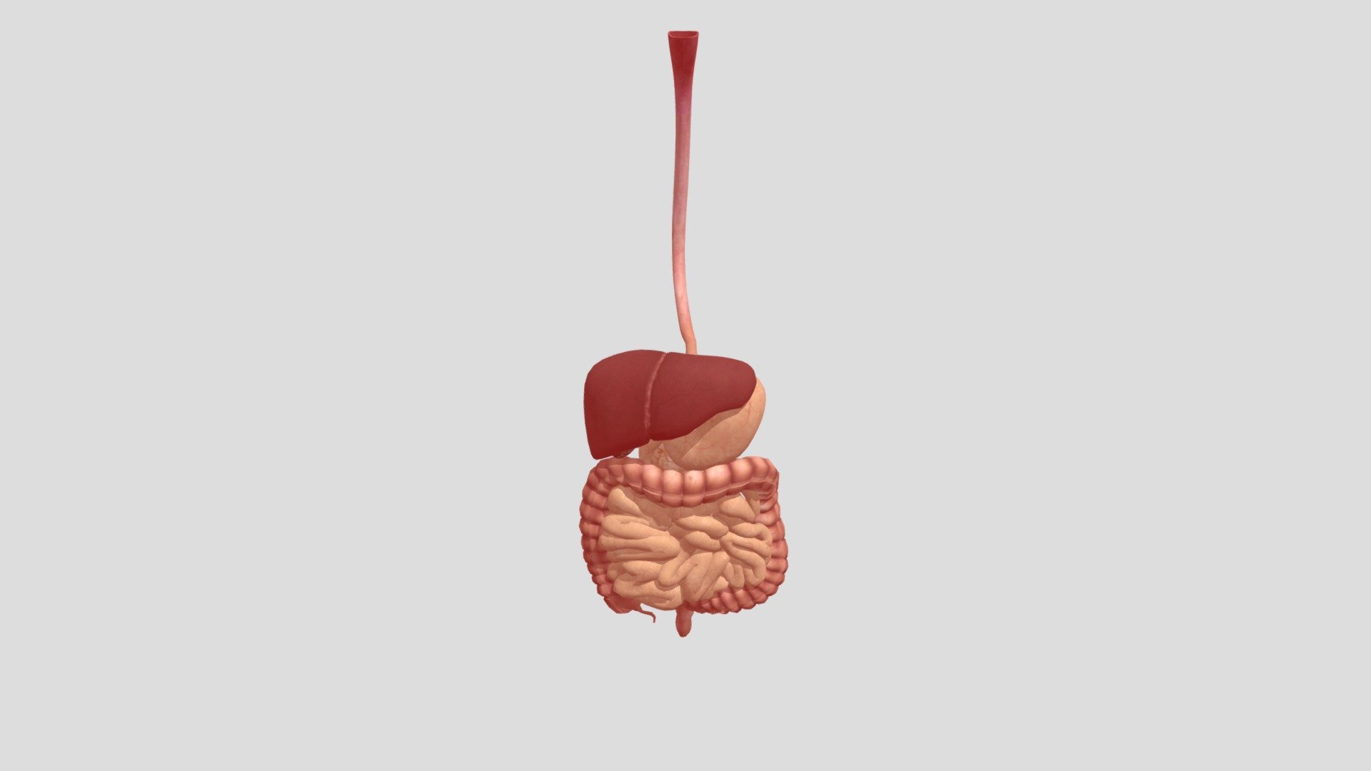 digestive_system - Download Free 3D model by gjoaobatista992 [02af15e ...